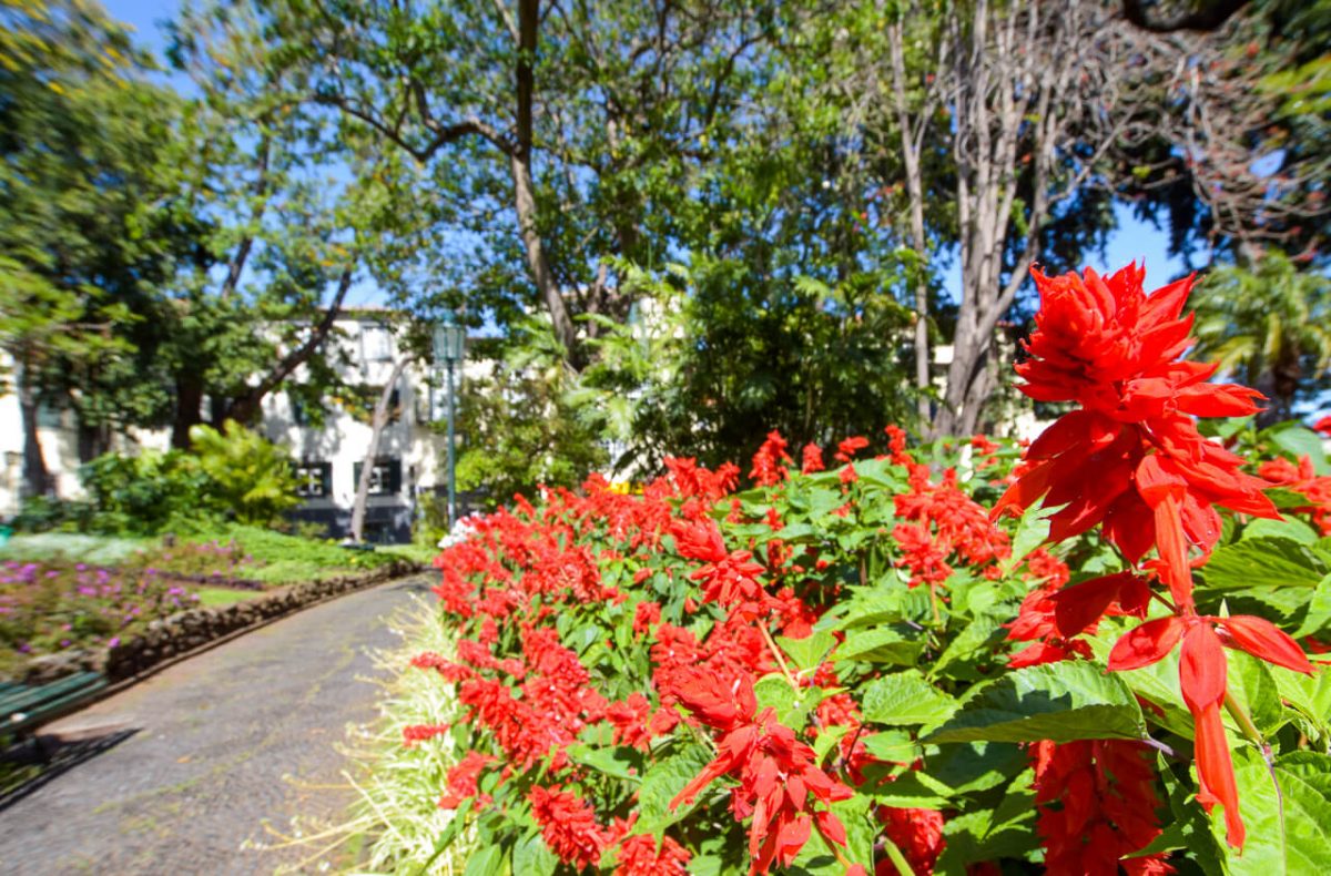 10 Fun Things to do in Madeira on a SHORT Break - Becky the Traveller